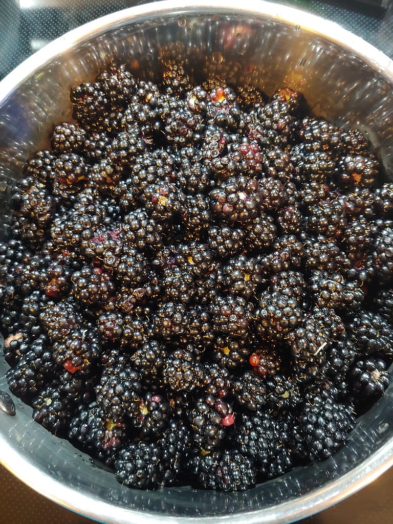 Blackberry vodka, fudge, and jelly - Completed Projects - the Lettuce ...